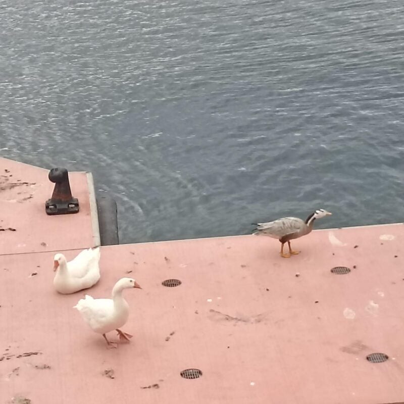 Due oche uccise nel porticciolo di Malfa - Giornale di Sicilia